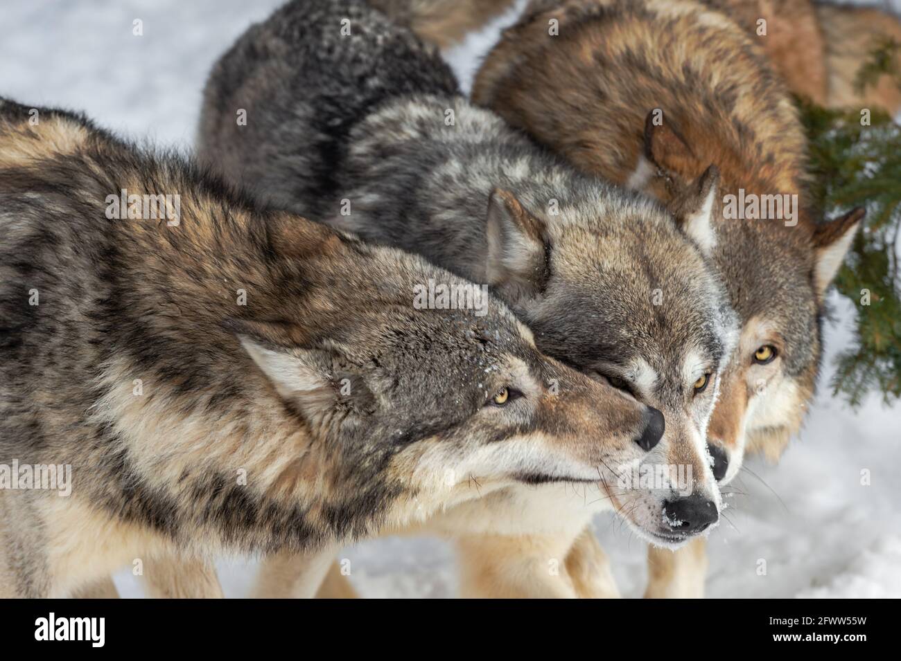 Grey Wolves (Canis lupus) Gather Together Close Up Winter - captive ...