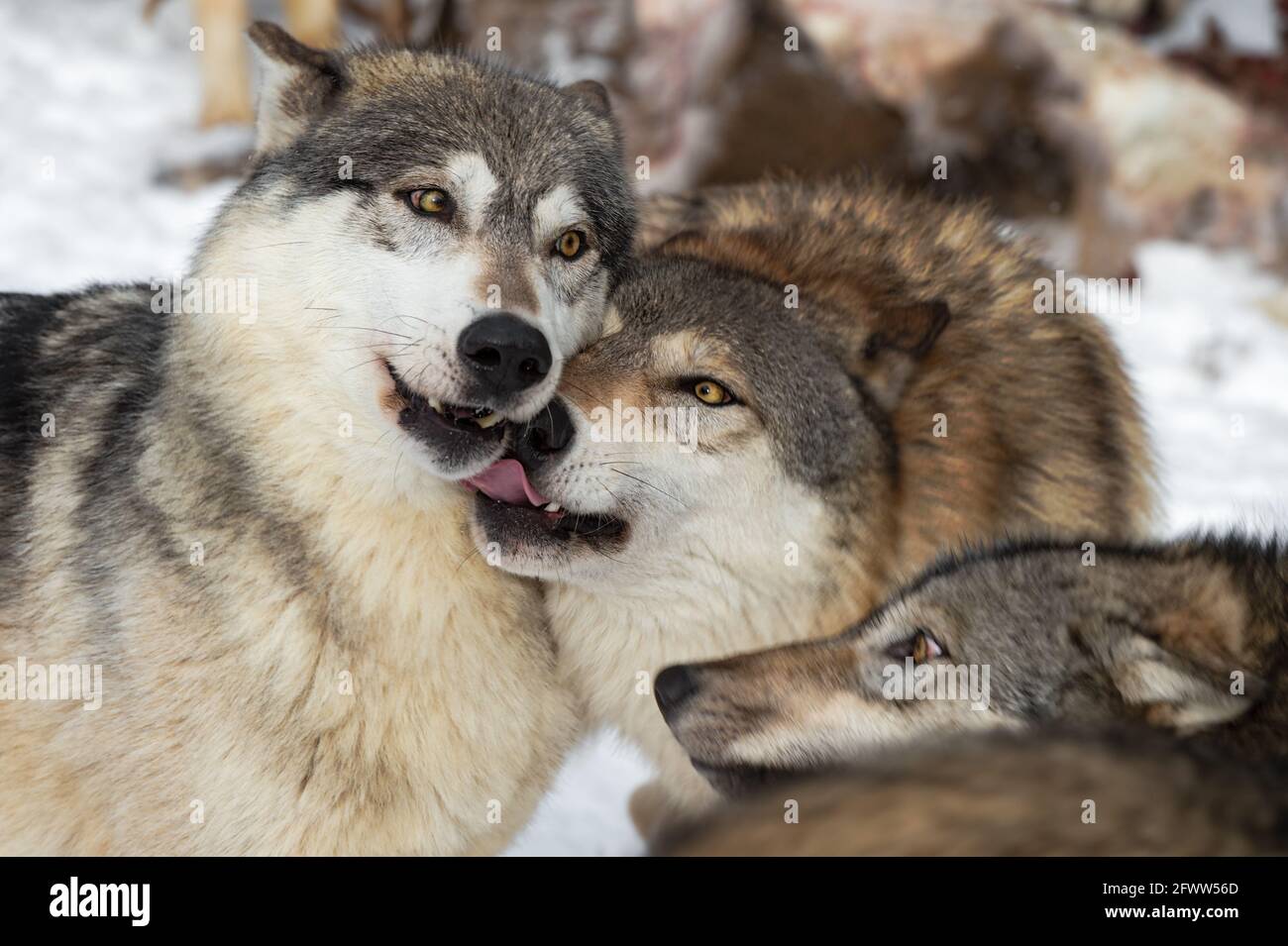 Wolf Sniffing Snow High Resolution Stock Photography and Images - Alamy