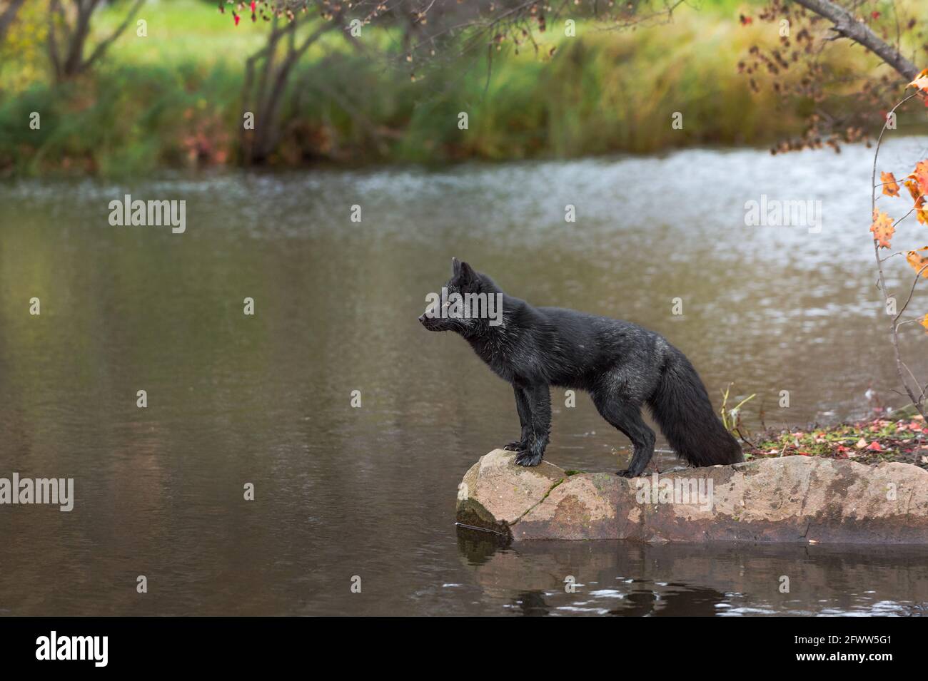 Silver Fox (Vulpes vulpes) Gazes Left Across Water From Rock Autumn ...