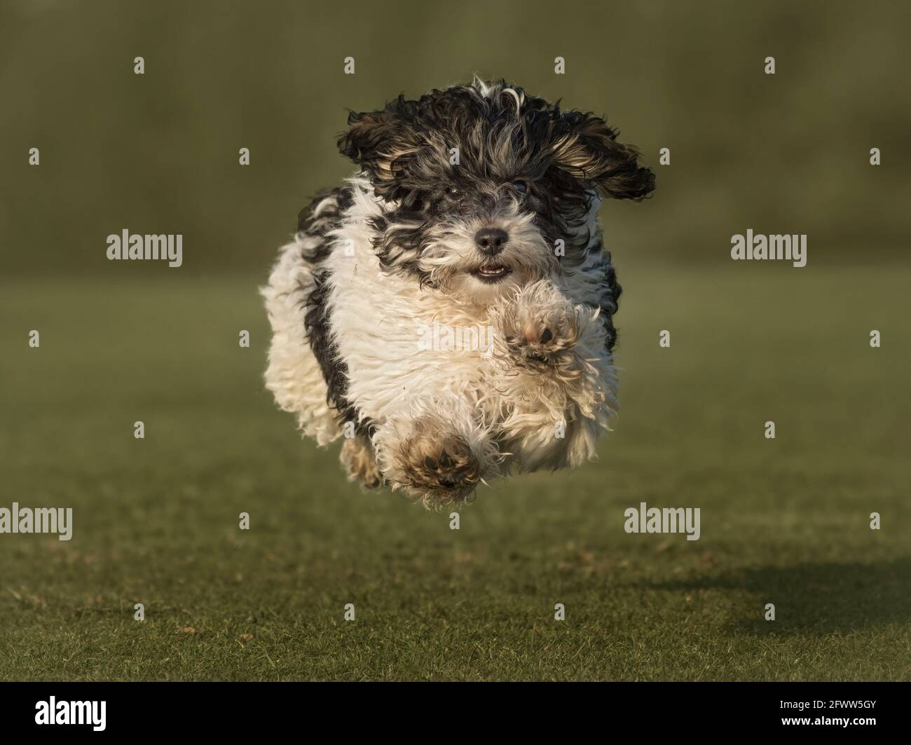 Dog running towards camera over grass Stock Photo - Alamy