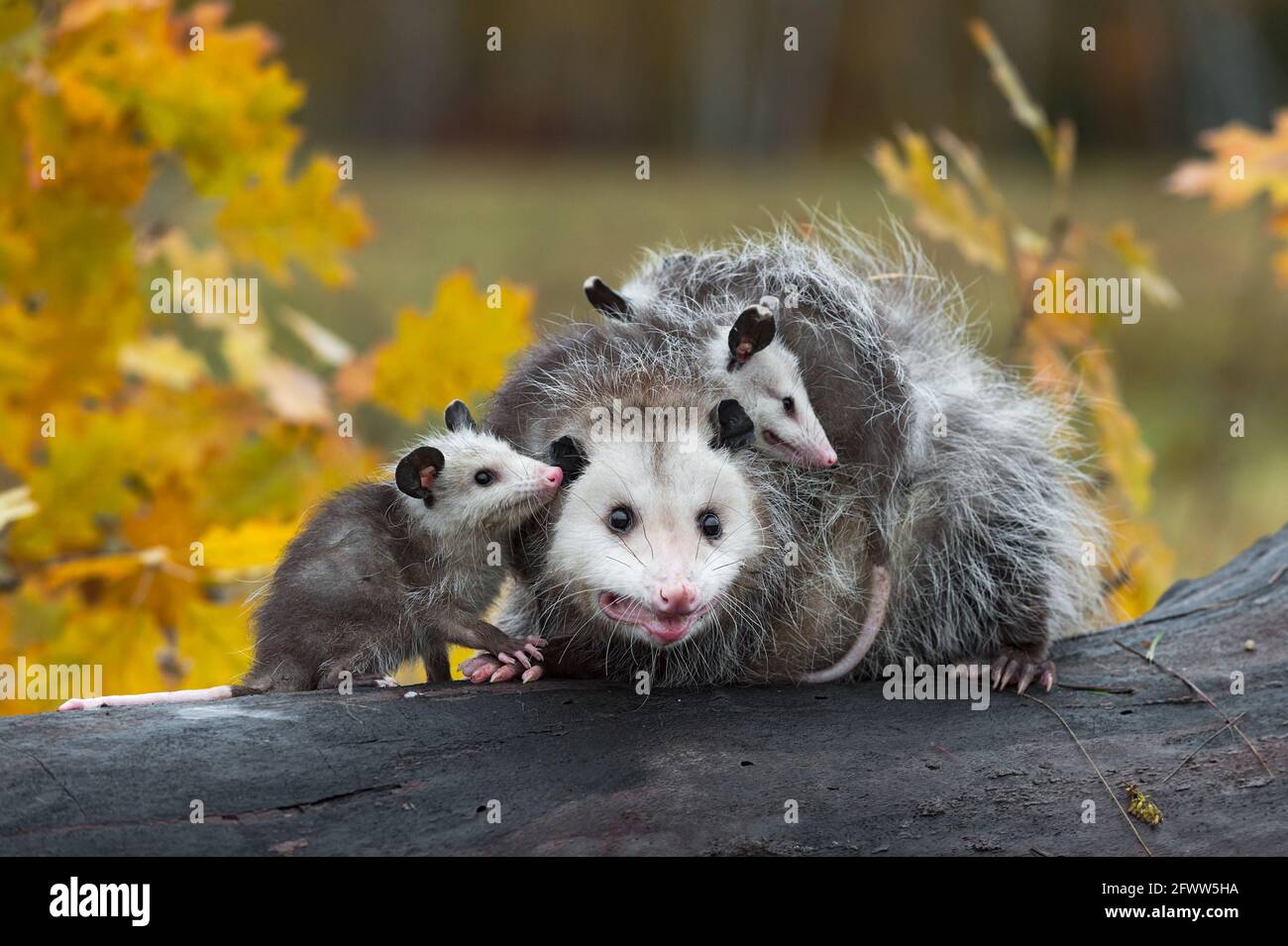 Virginia Opossum (Didelphis virginiana) Joey Nose to Mothers Ear With ...