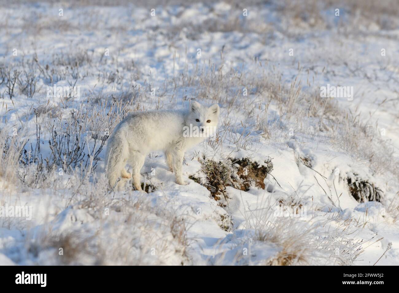 Wild arctic fox (Vulpes Lagopus) in tundra in winter time Stock Photo ...