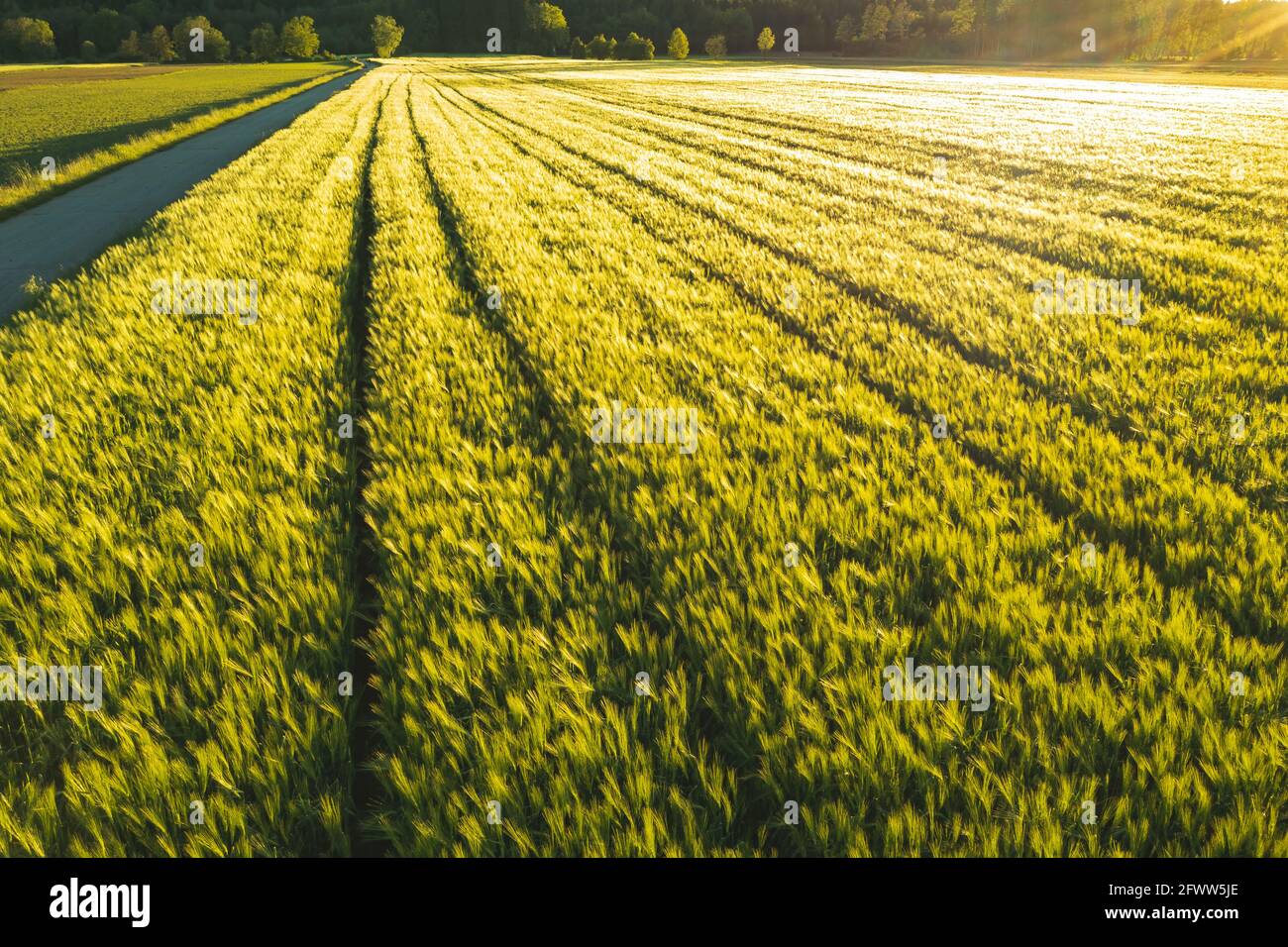 Green field in rural area. Landscape of agricultural cereal fields ...