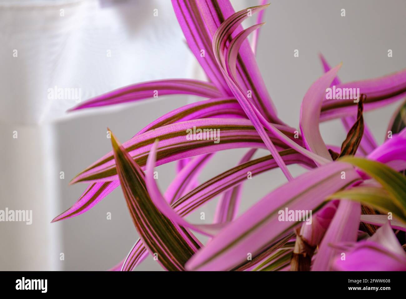 decorative plant details growing in apartment. white interior on window ...