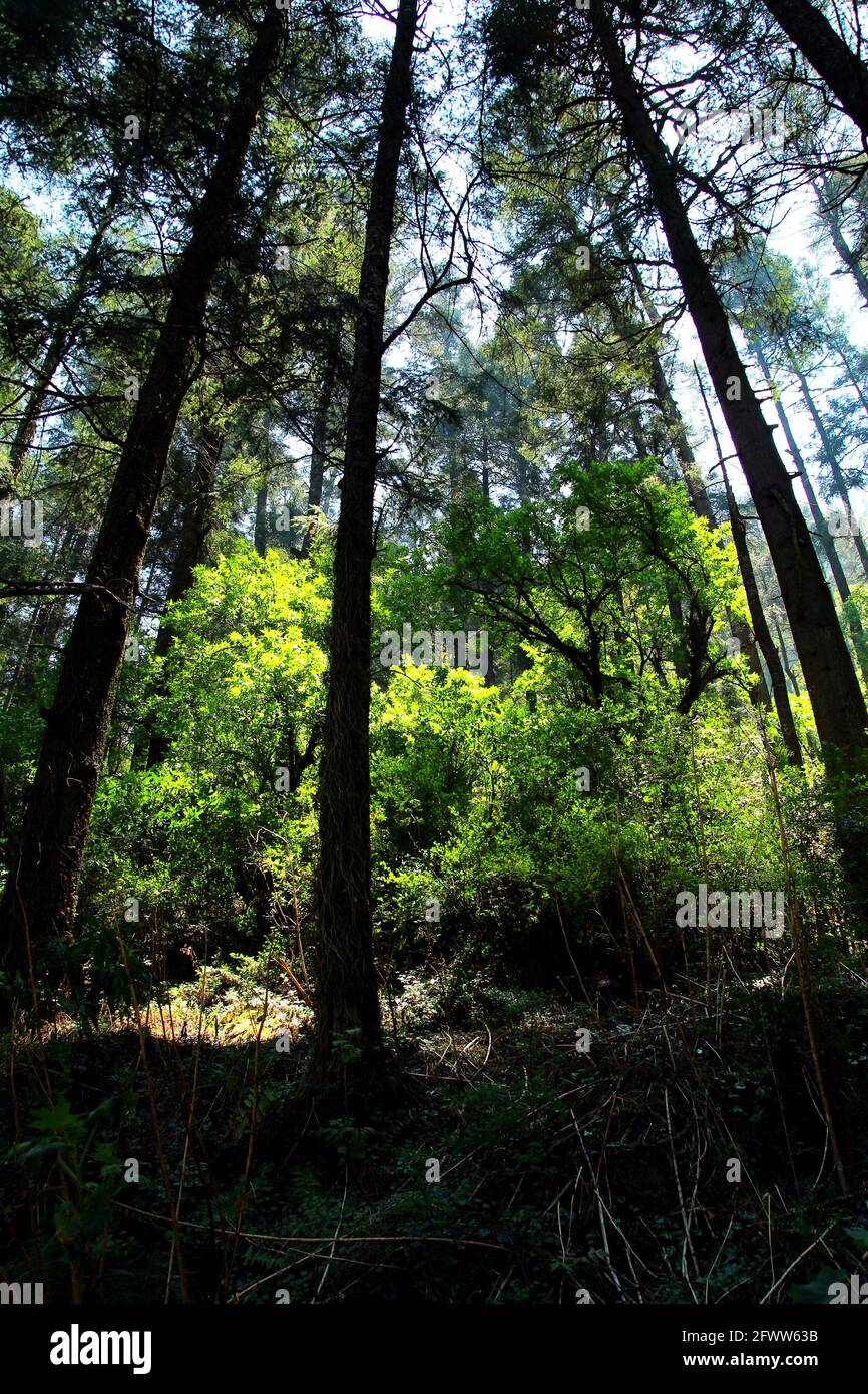 Selva mexico hi-res stock photography and images - Alamy