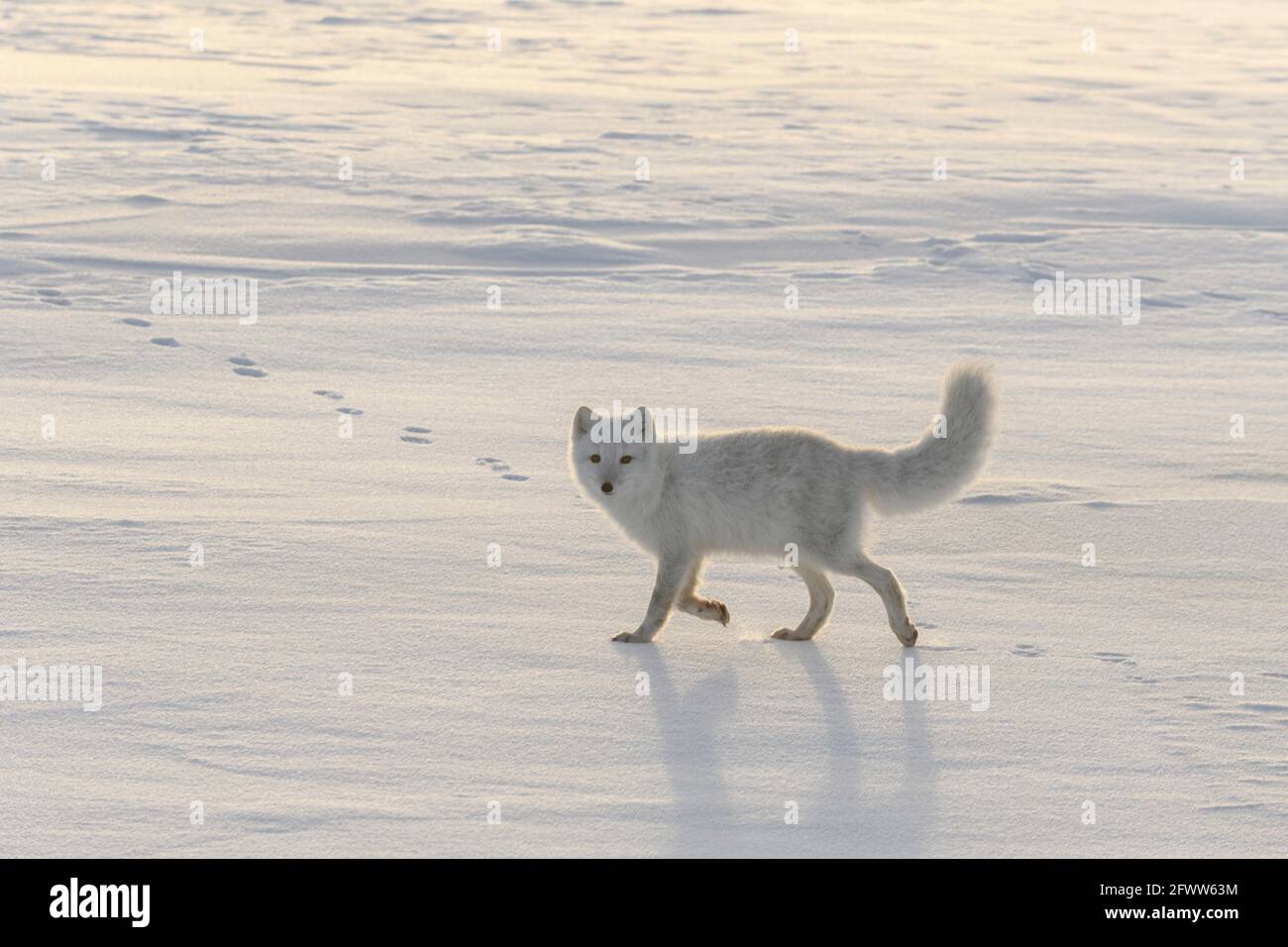 Happy arctic fox in winter tundra. Funny arctic fox Stock Photo - Alamy