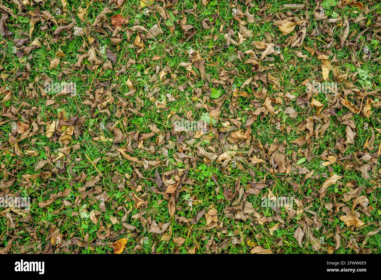 dry tree leaves texture on forest floor in spring with dark brown ...