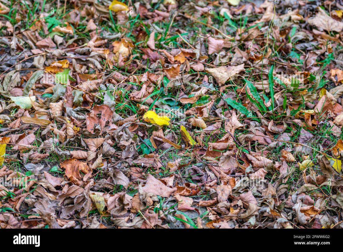 dry tree leaves texture on forest floor in spring with dark brown ...