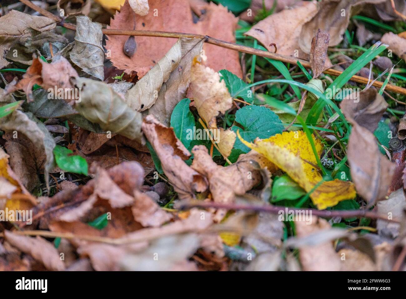 dry tree leaves texture on forest floor in spring with dark brown ...
