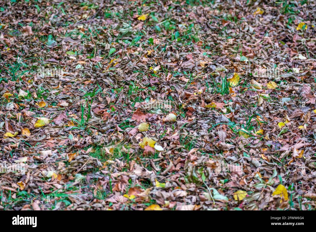 dry tree leaves texture on forest floor in spring with dark brown ...