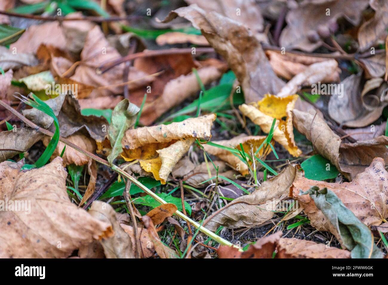 dry tree leaves texture on forest floor in spring with dark brown ...