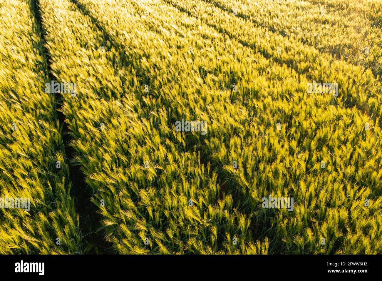 Green field in rural area. Landscape of agricultural cereal fields ...