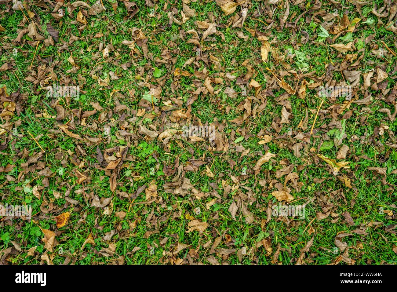 dry tree leaves texture on forest floor in spring with dark brown ...