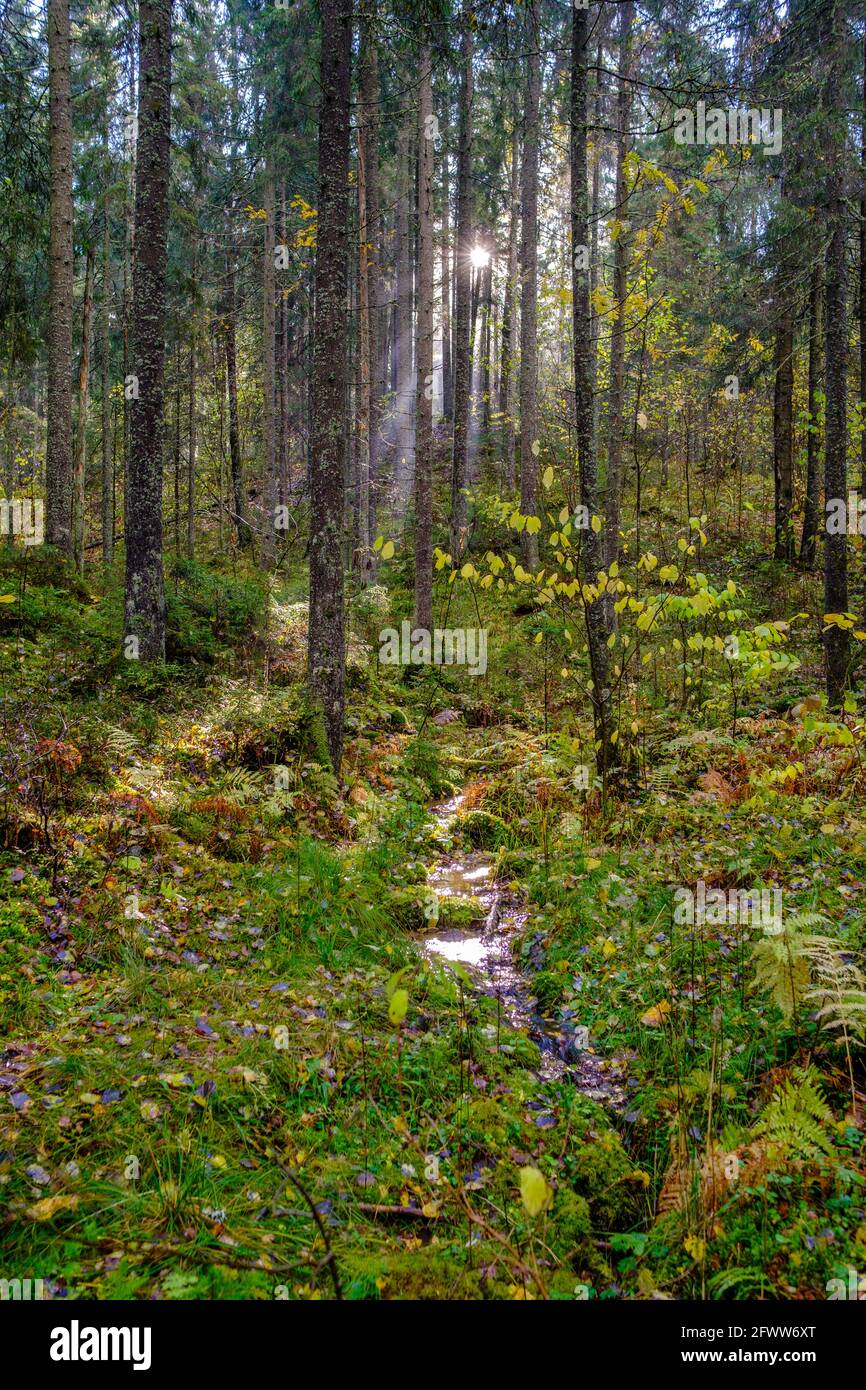 wet sunny autumn day in forest with few leaves on the trees and sun ...