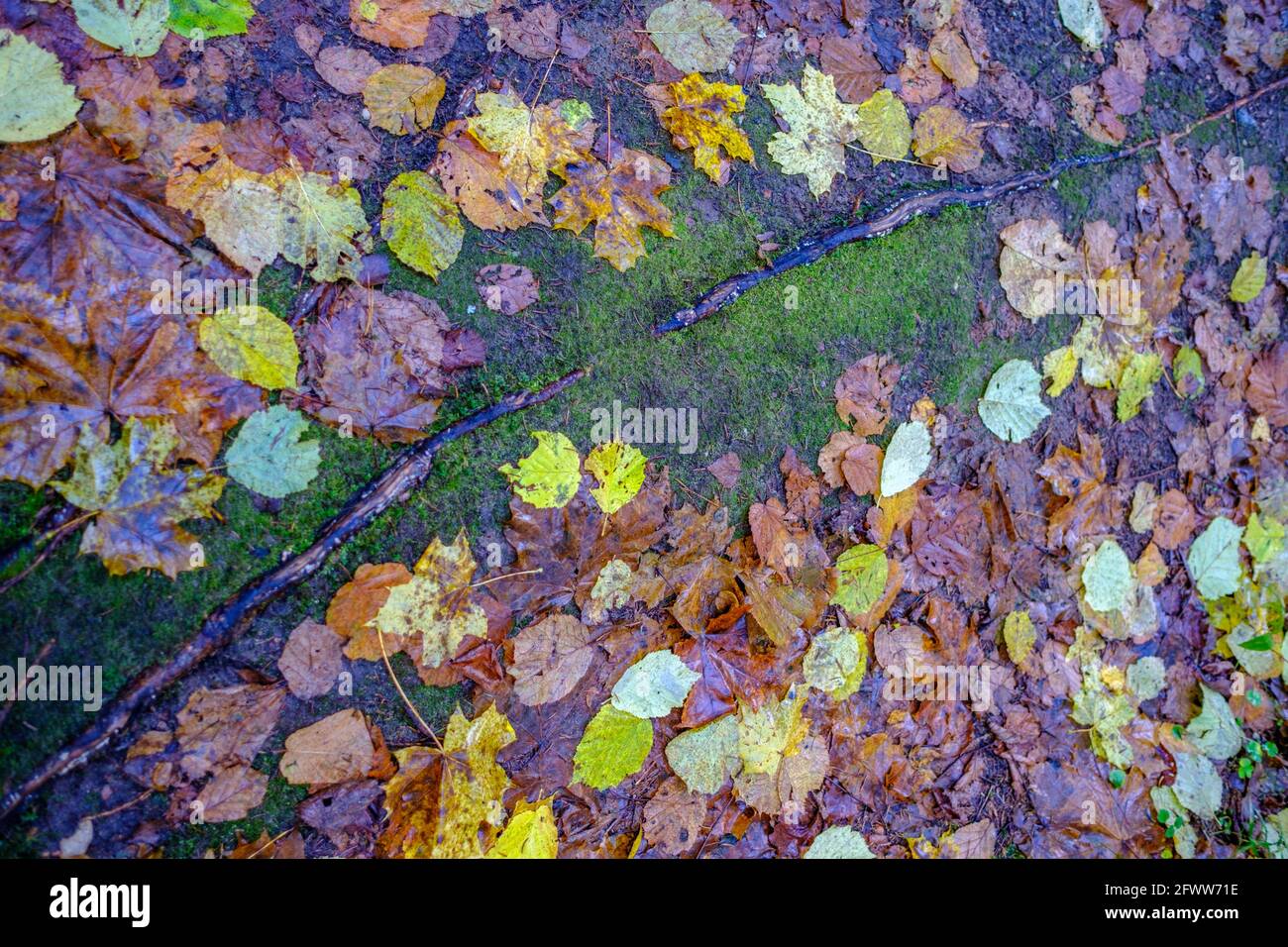 dry tree leaves texture on forest floor in spring with dark brown ...