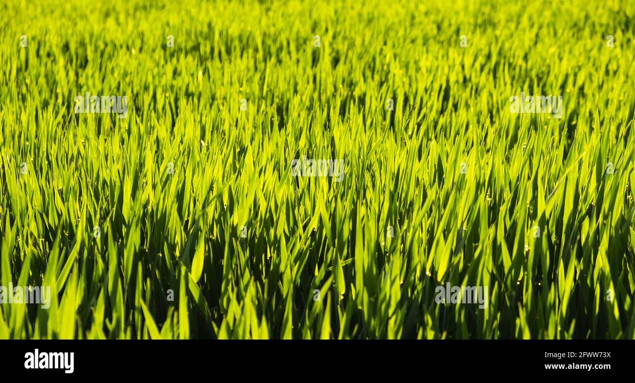Green field in rural area. Landscape of agricultural cereal fields ...