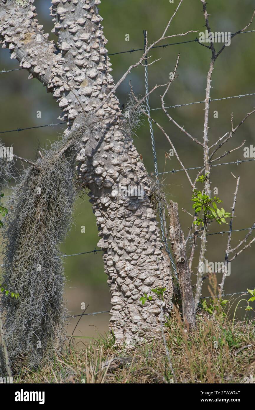 Zanthoxylum clava herculis hi-res stock photography and images - Alamy