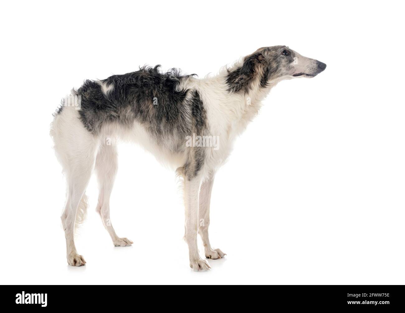 young borzoi in front of white background Stock Photo - Alamy