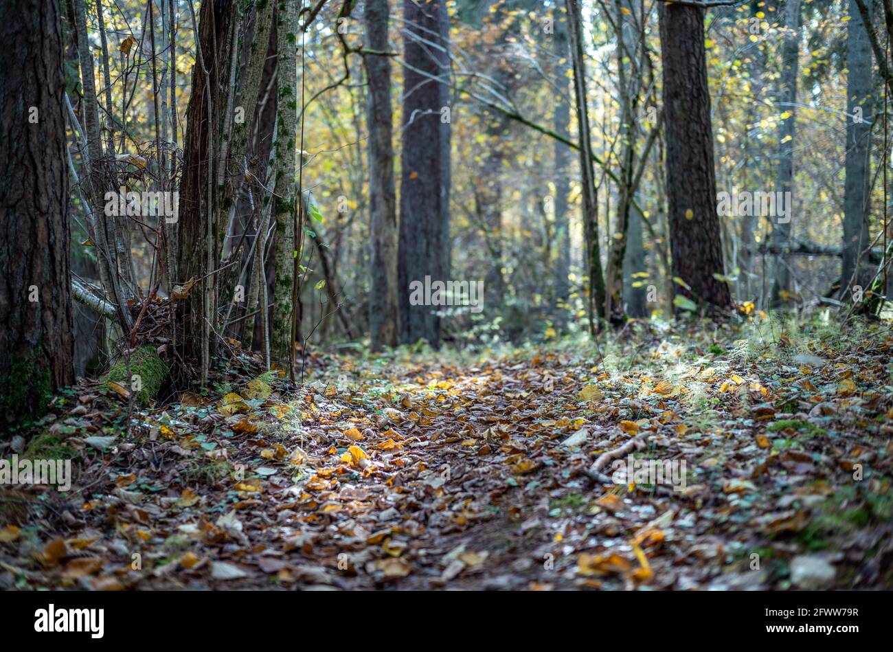 yellow warn autumn day in old forest park with golden leaves and dark ...