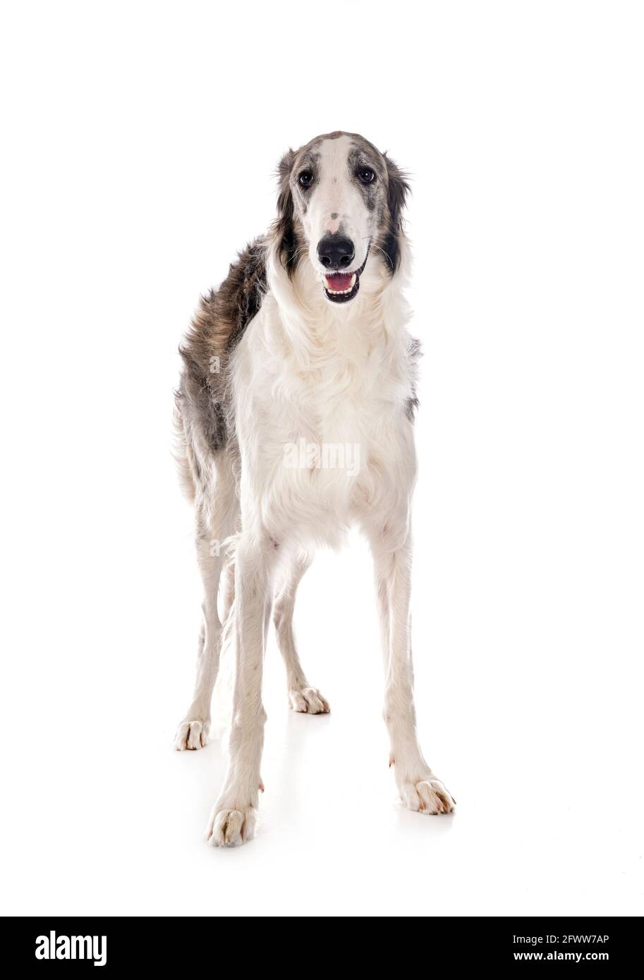 young borzoi in front of white background Stock Photo - Alamy