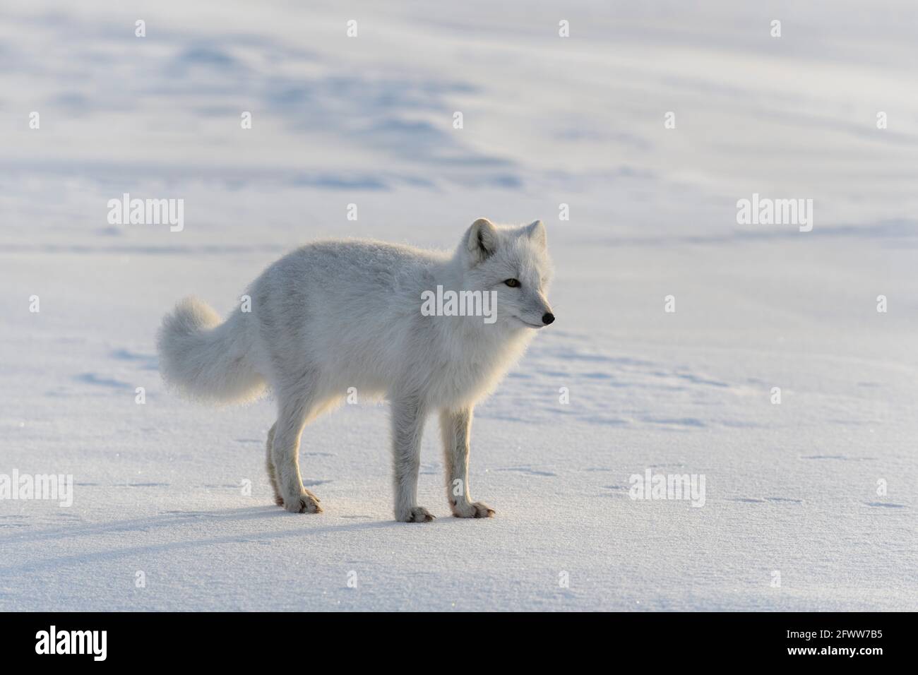 Happy arctic fox in winter tundra. Funny arctic fox Stock Photo - Alamy