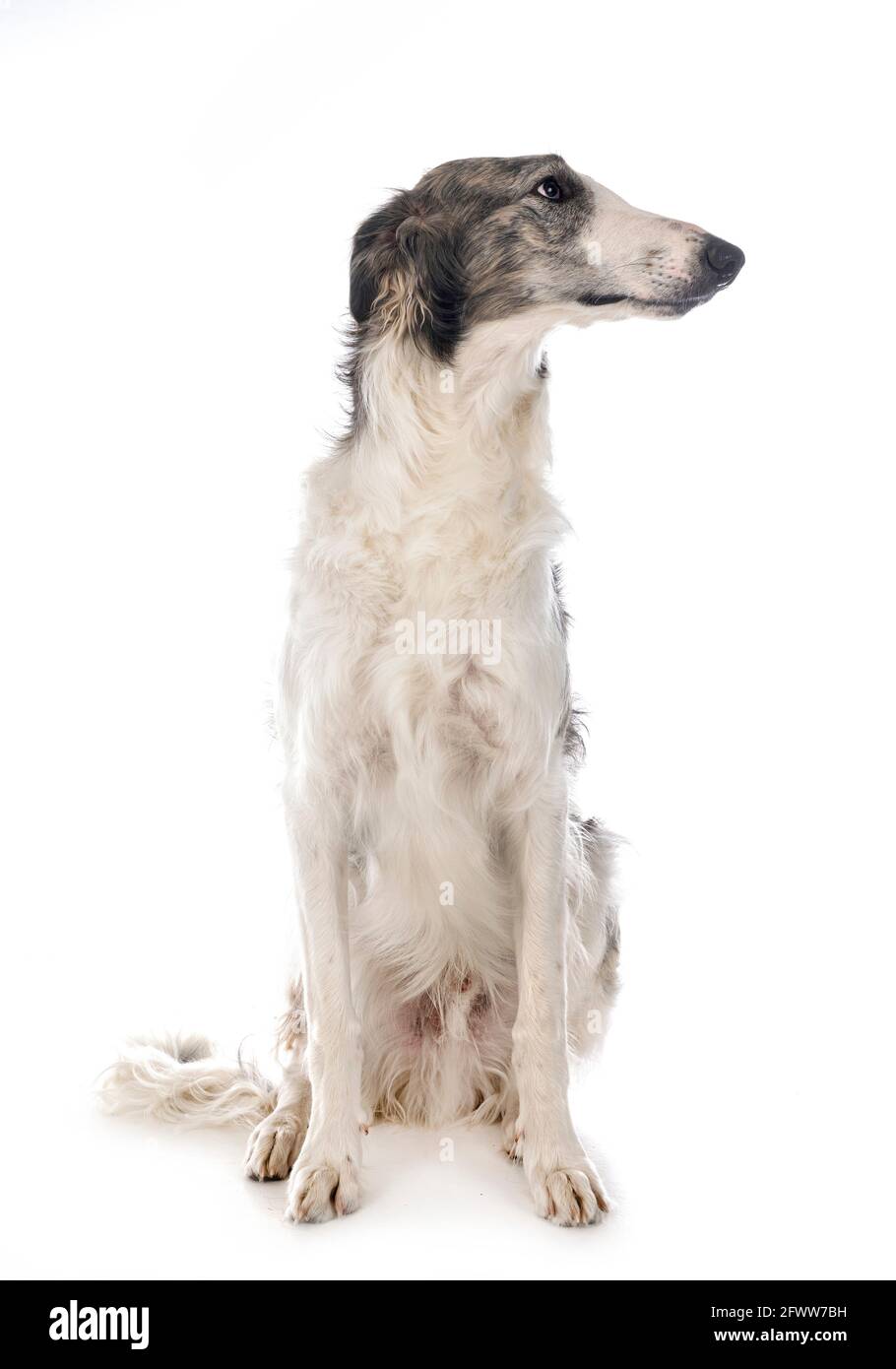 young borzoi in front of white background Stock Photo - Alamy