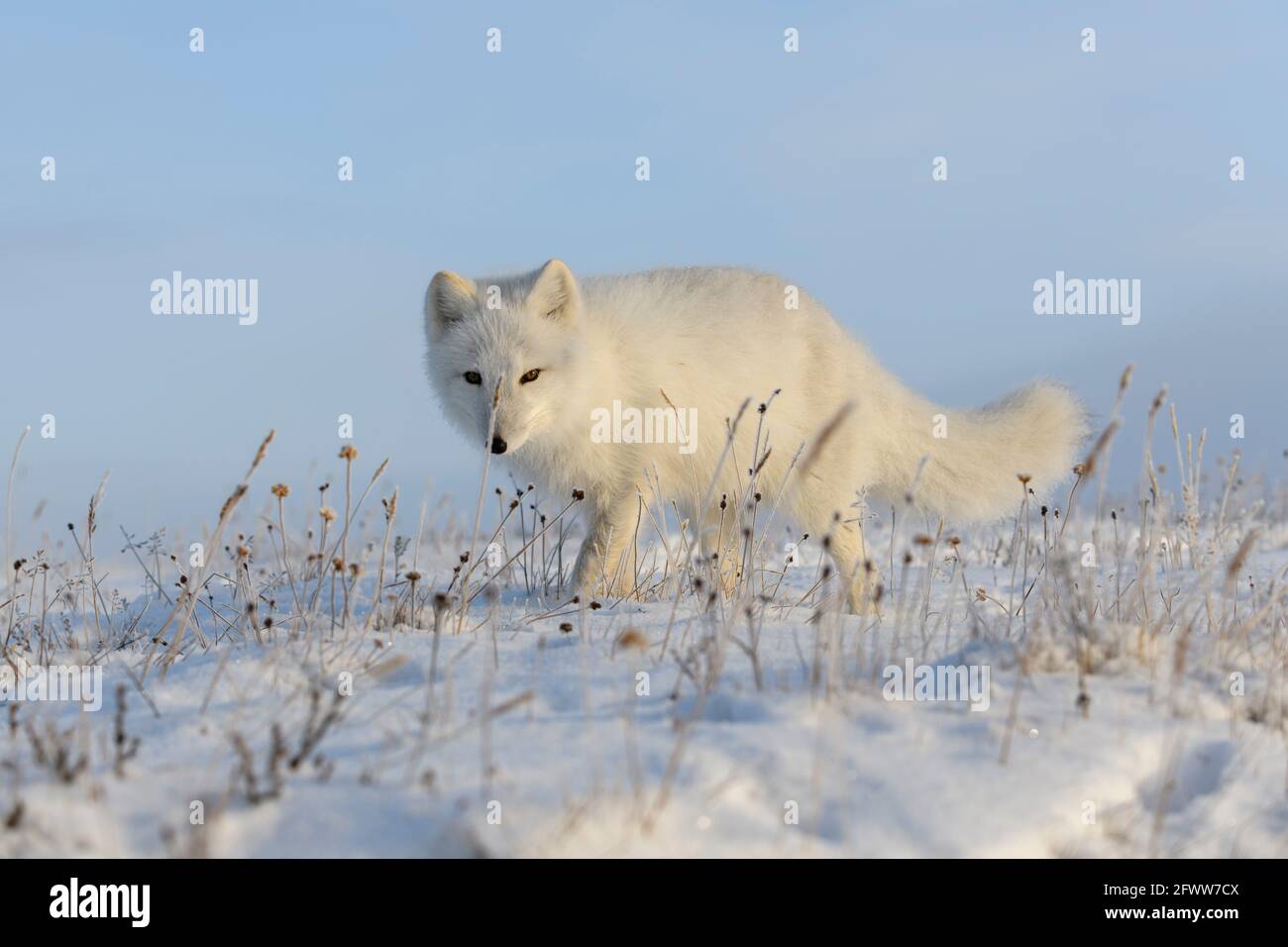 Beautiful arctic fox in wilde winter tundra Stock Photo - Alamy