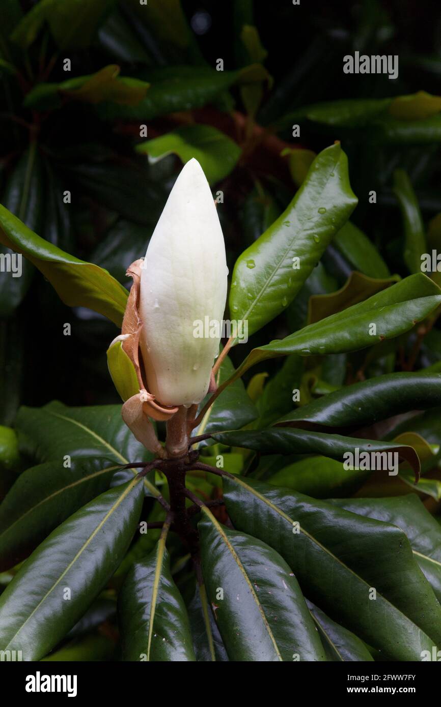 Magnolia Bud in the sunshine Stock Photo - Alamy