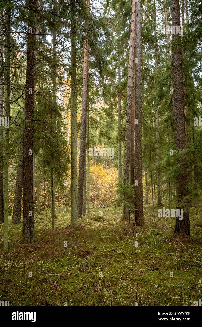 yellow warn autumn day in old forest park with golden leaves and dark ...