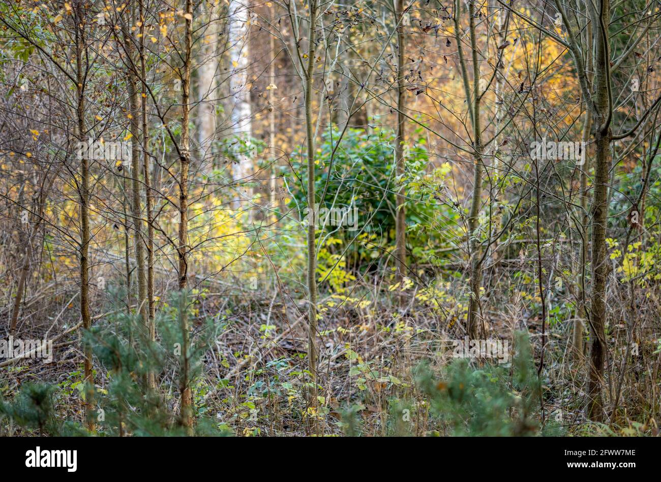 yellow warn autumn day in old forest park with golden leaves and dark ...