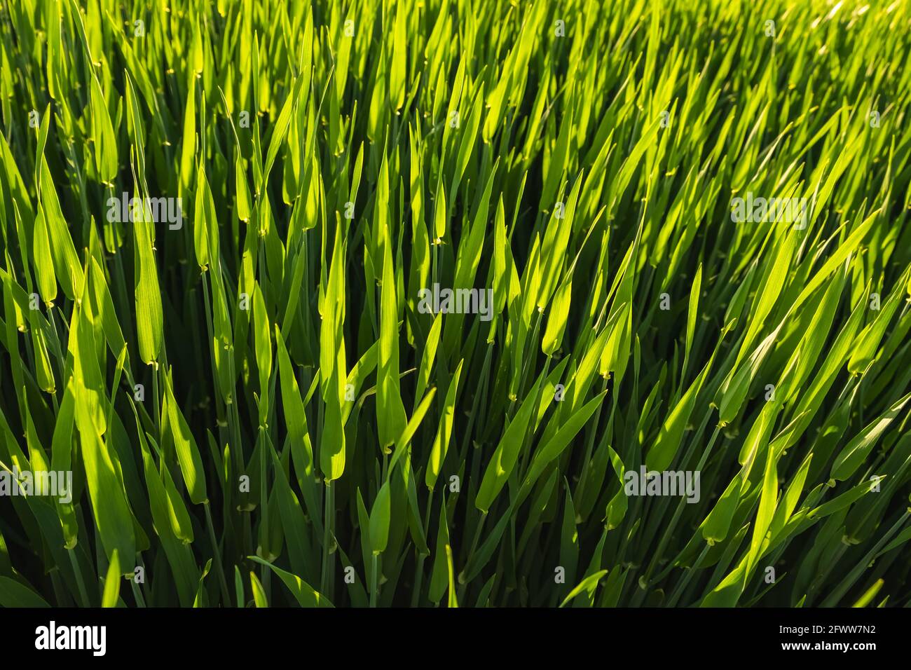 Green field in rural area. Landscape of agricultural cereal fields ...