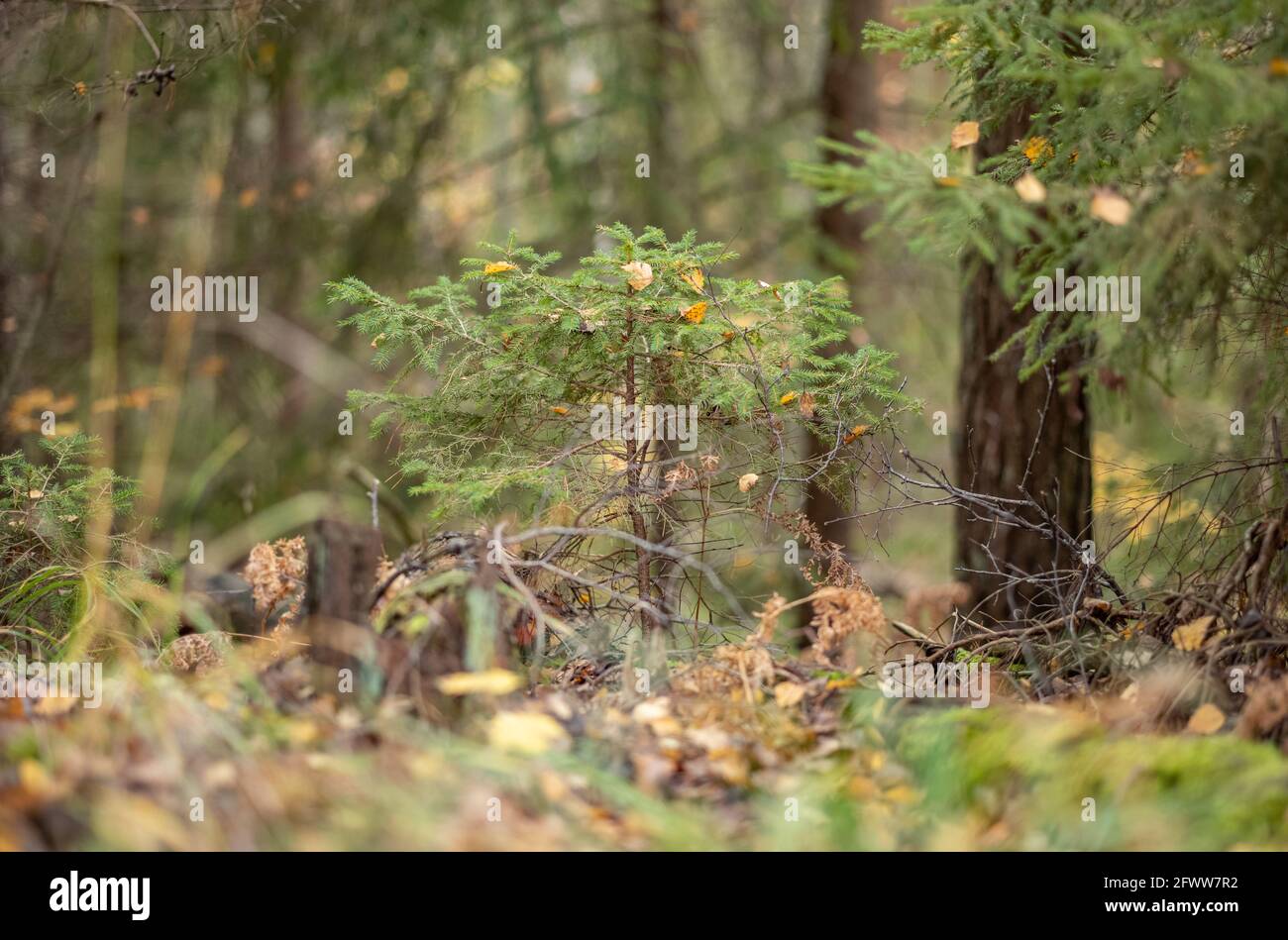 yellow warn autumn day in old forest park with golden leaves and dark ...