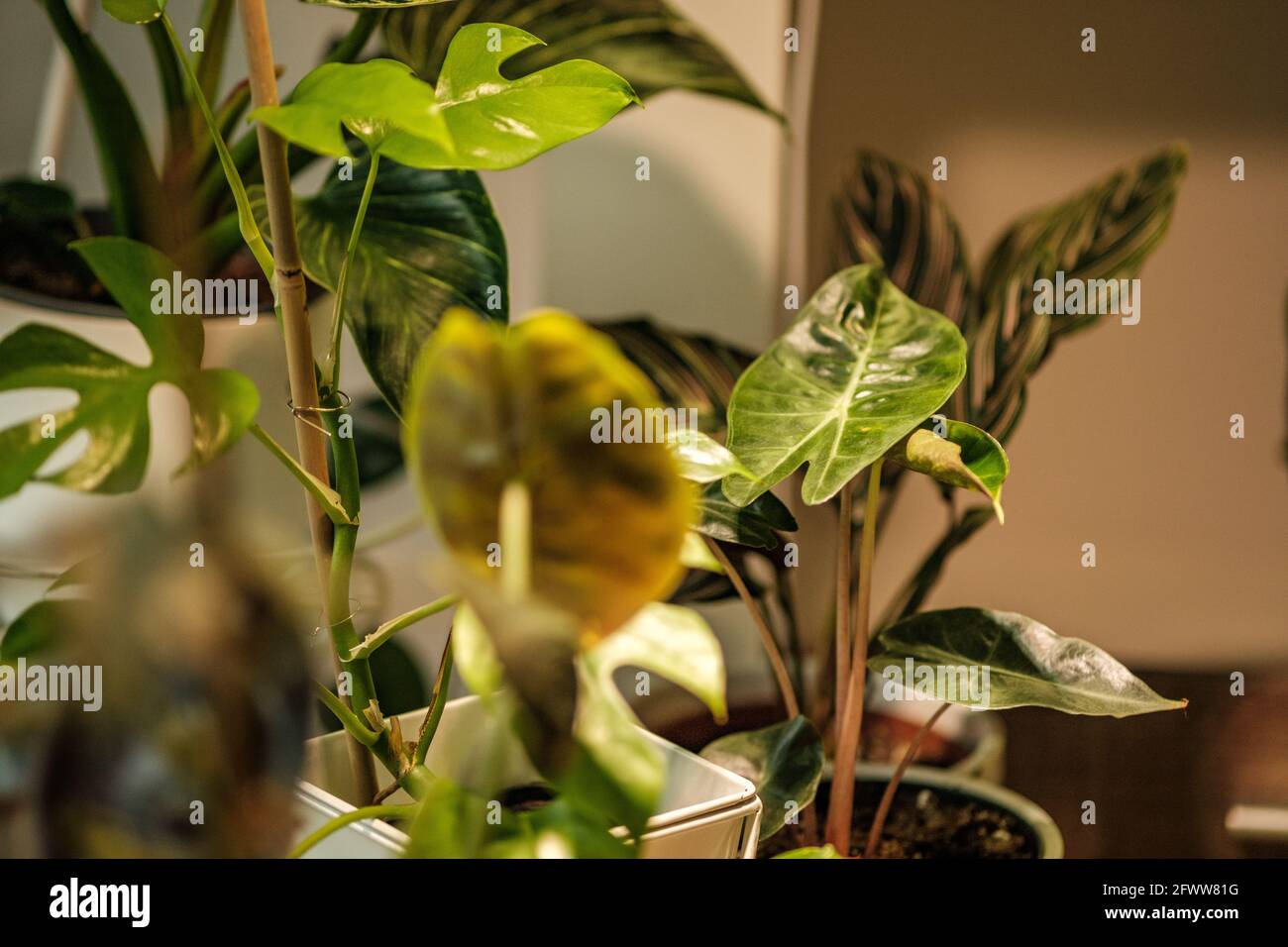 decorative plant details growing in apartment. white interior on window ...