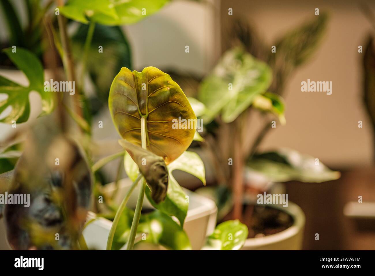 decorative plant details growing in apartment. white interior on window ...
