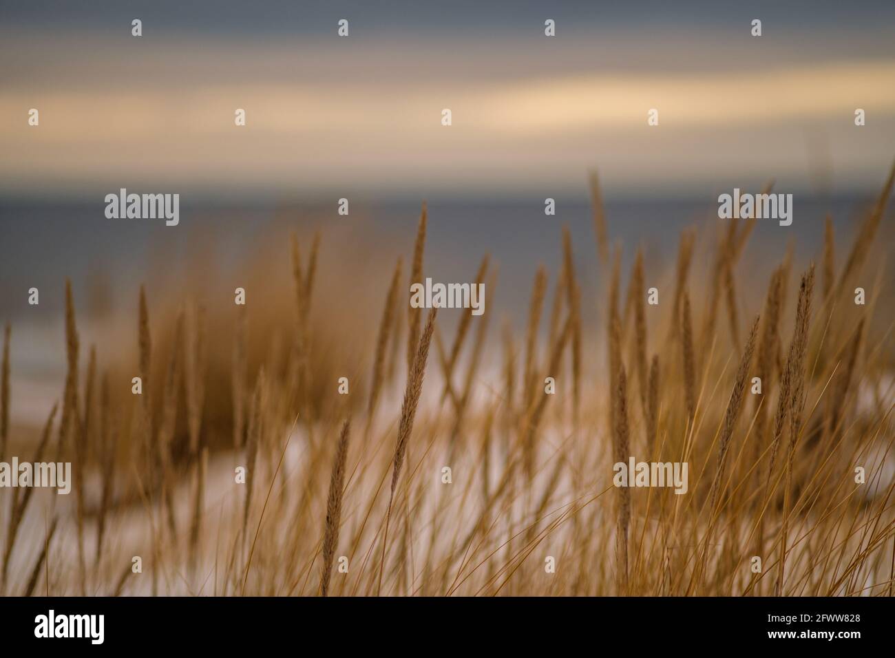 dry bents on the sea shore in late winter. bleak tones and dark mood ...