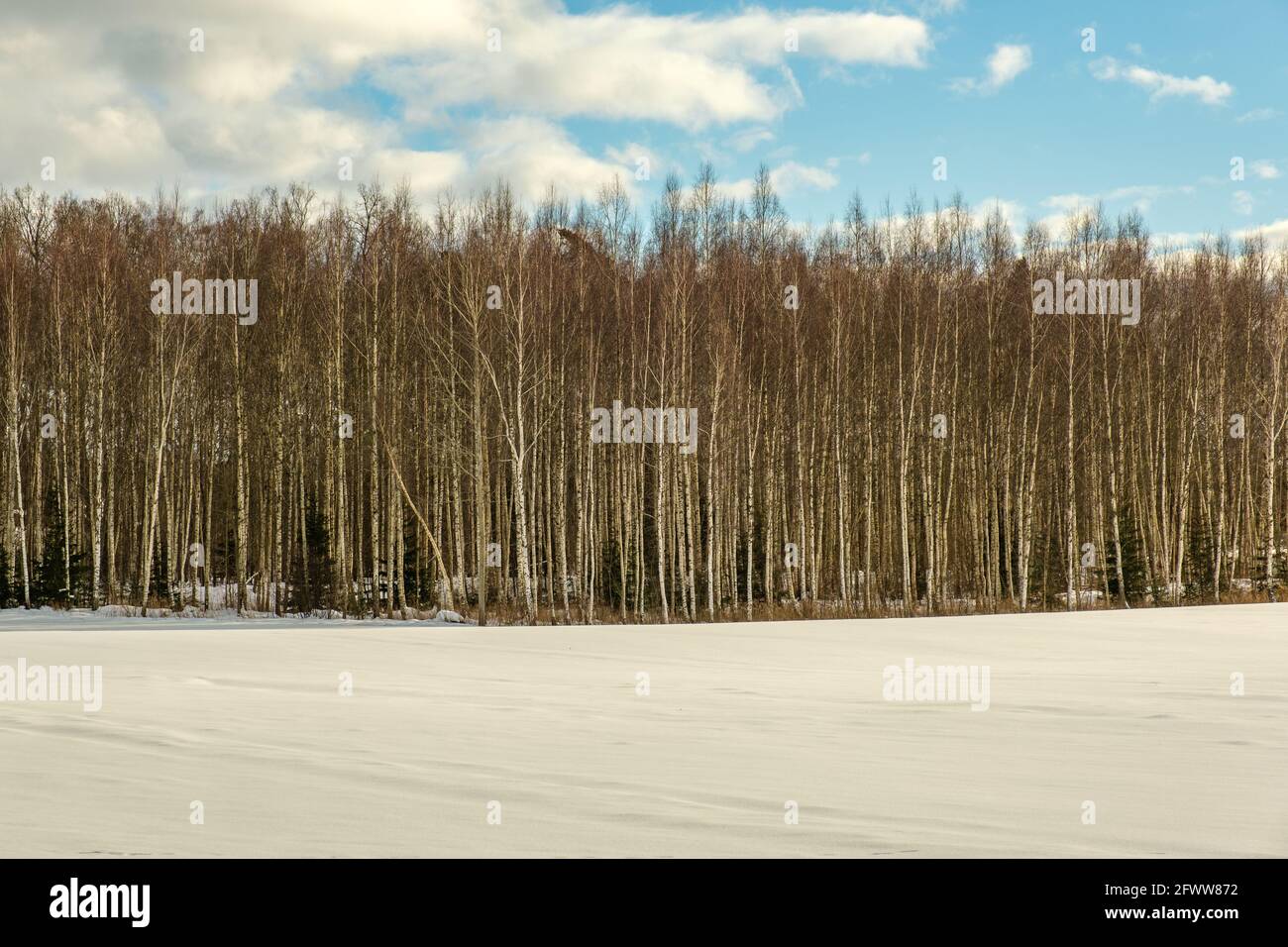 snow covered fields in winter near forest. dark snowy ambient image ...