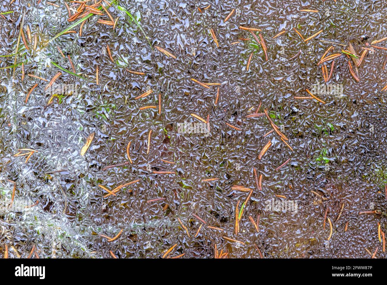 dry tree leaves texture on forest floor in spring with dark brown ...