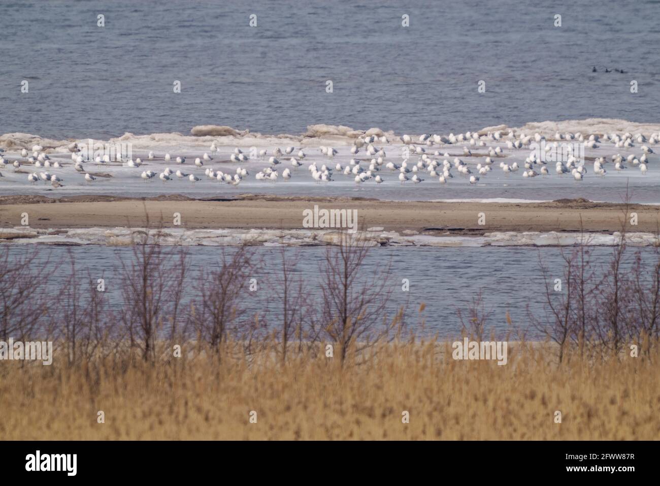 dry bents on the sea shore in late winter. bleak tones and dark mood ...