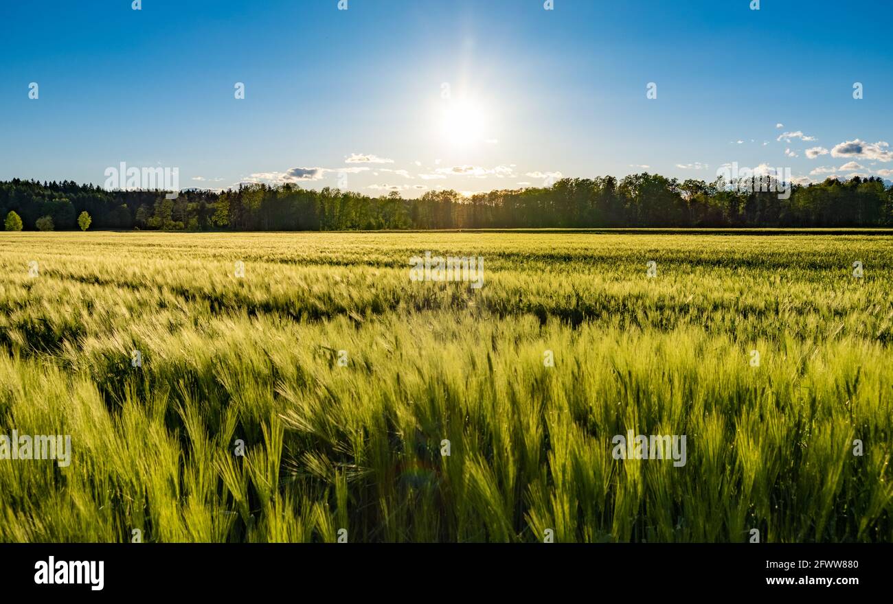 Green field in rural area. Landscape of agricultural cereal fields ...
