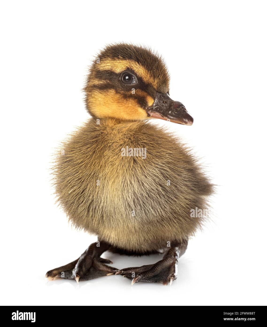 young duckling in front of white background Stock Photo - Alamy
