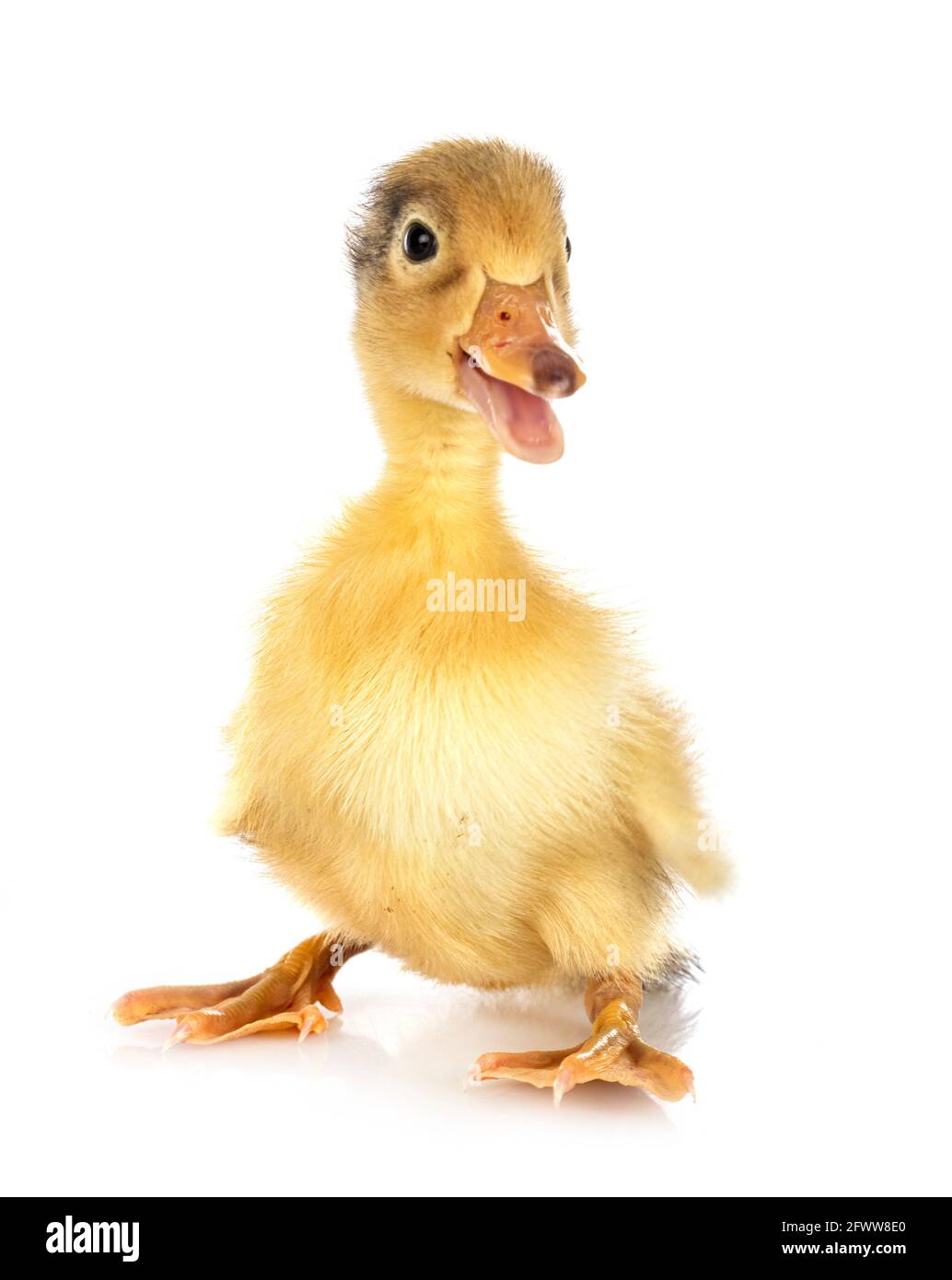 young duckling in front of white background Stock Photo - Alamy
