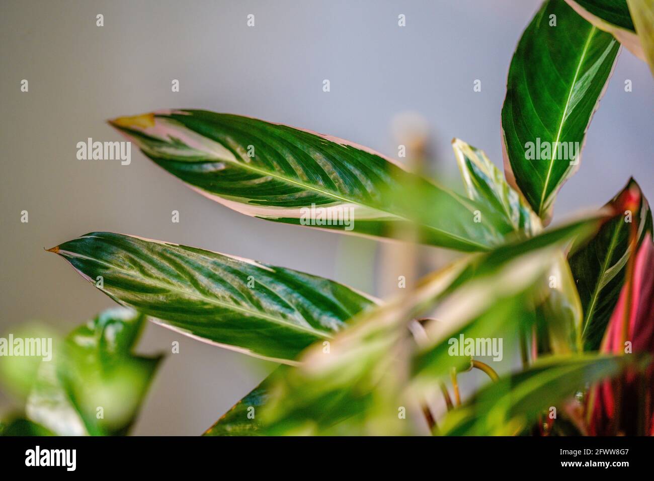 decorative plant details growing in apartment. white interior on window ...