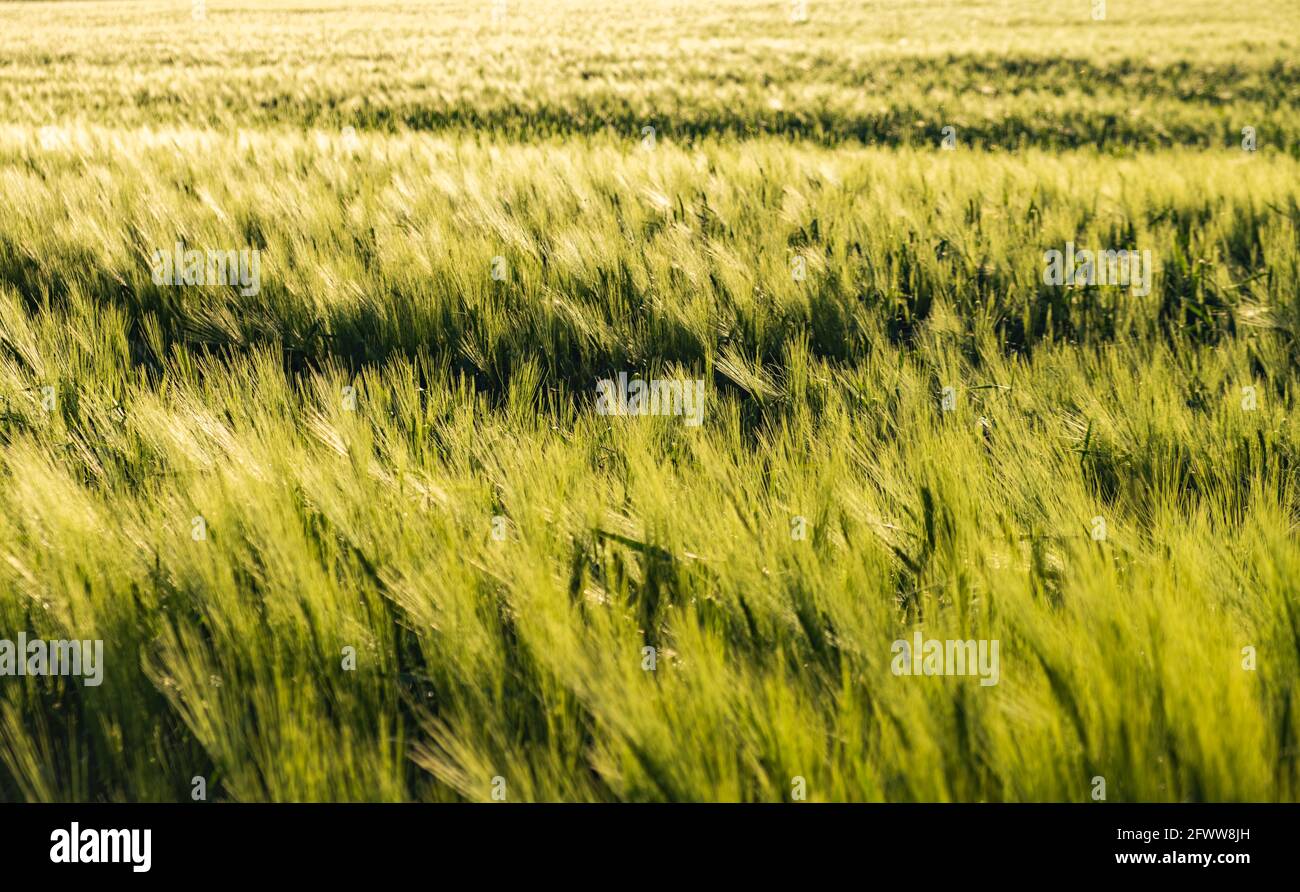 Green field in rural area. Landscape of agricultural cereal fields ...
