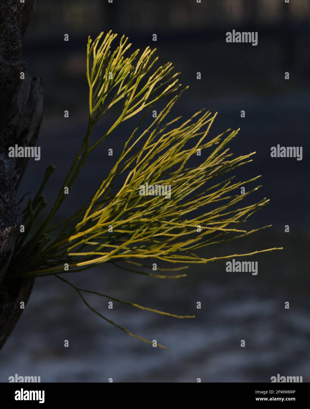 Synangium hi-res stock photography and images - Alamy