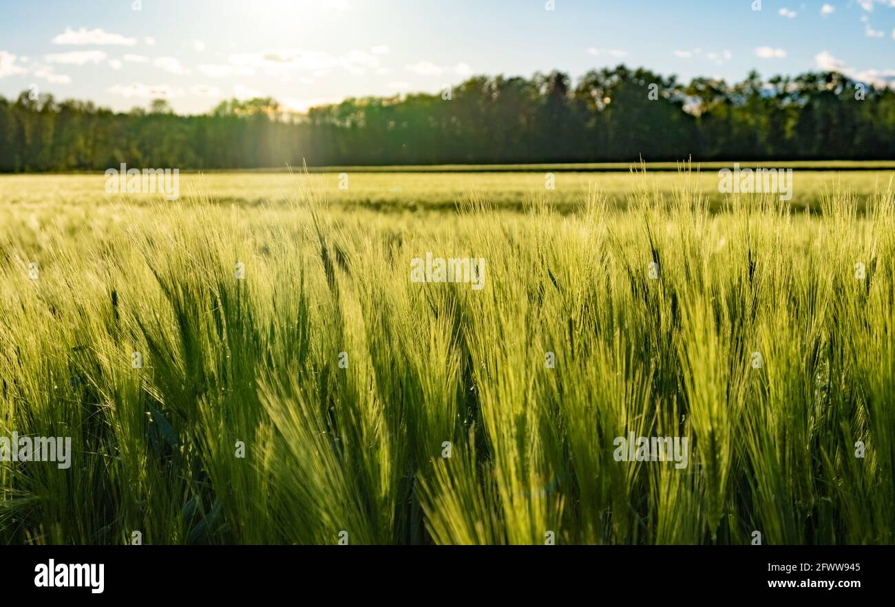 Green field in rural area. Landscape of agricultural cereal fields ...