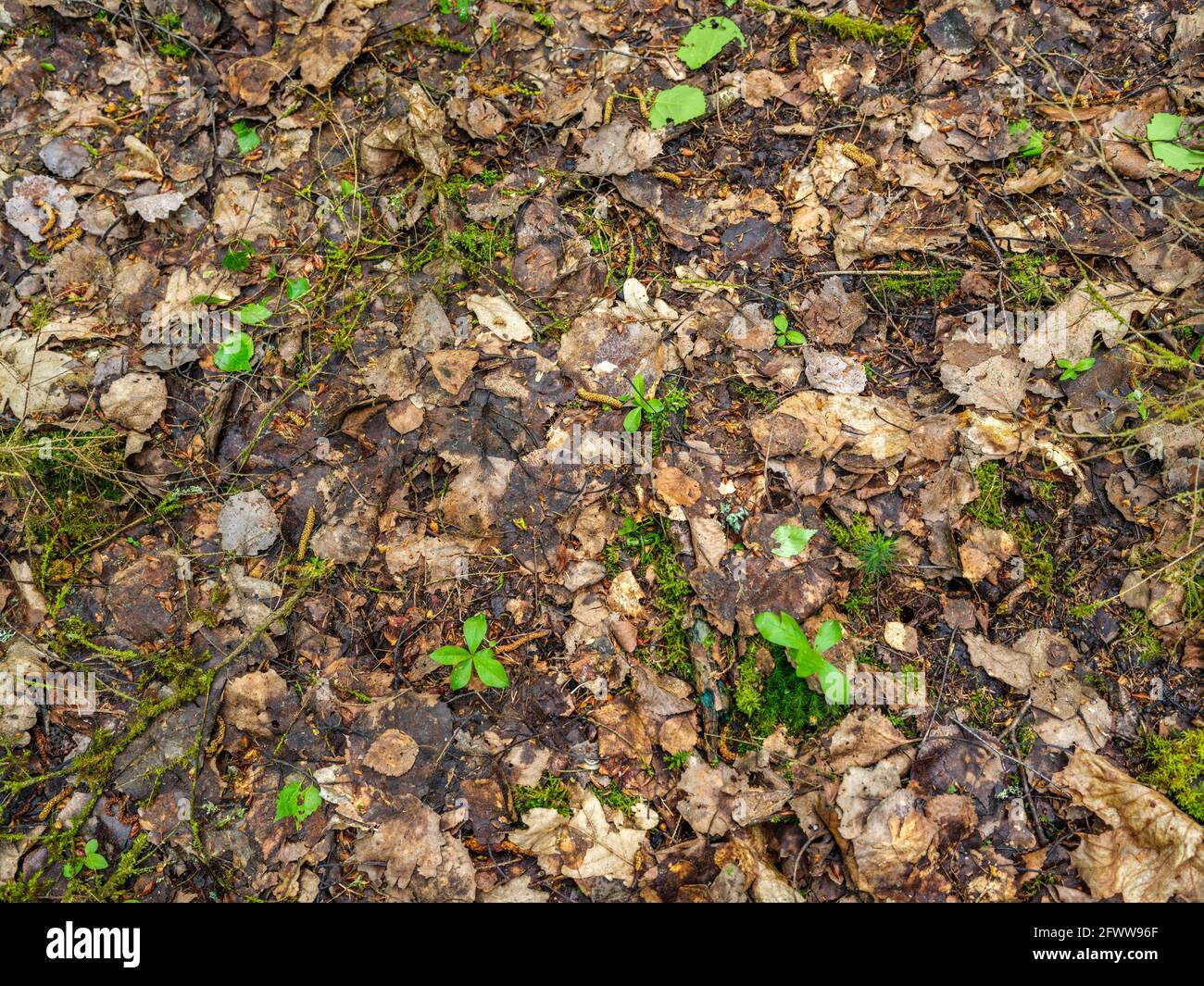 Dark Forest Ground Texture