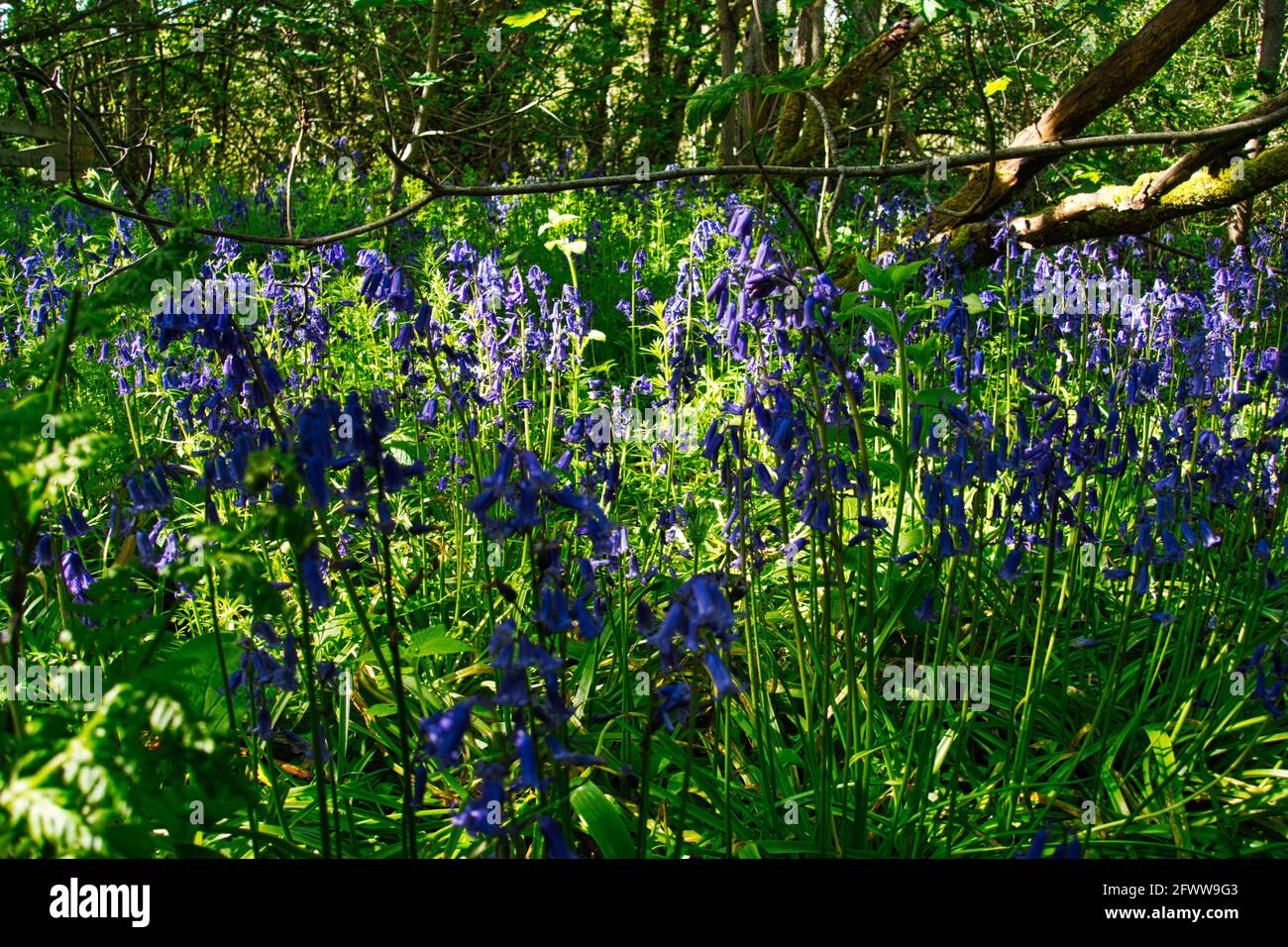 Willesley Wood High Resolution Stock Photography and Images - Alamy