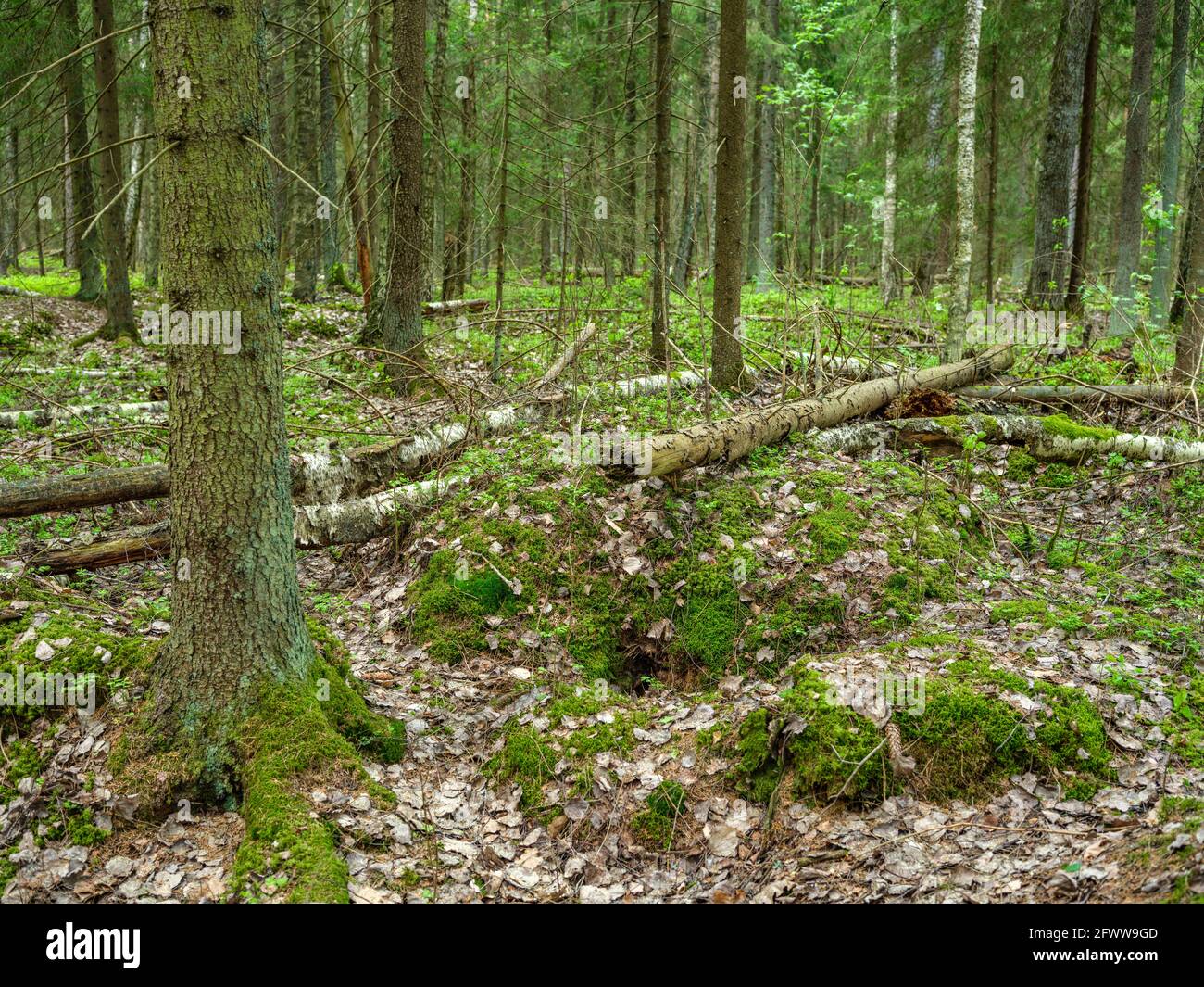 dry tree leaves texture on forest floor in spring with dark brown ...