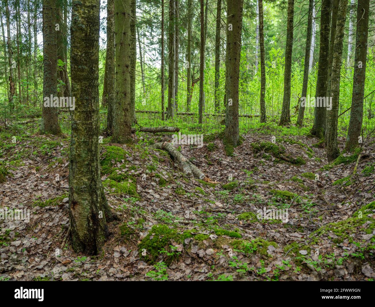 Dark Forest Ground Texture