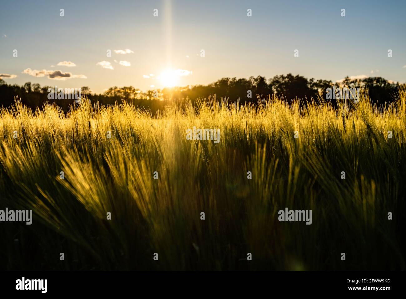 Green field in rural area. Landscape of agricultural cereal fields ...